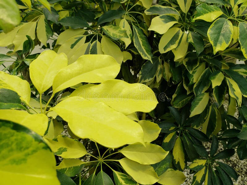 Foliage in the Branches of a Green Leafy Tree with Yellow in Summer ...