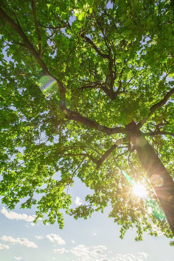 A Huge Oak Tree with Sun in the Branches Stock Image - Image of bright ...