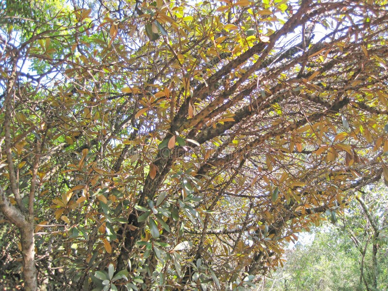 FOLIAGE on BRANCHES of STEM FRUIT TREE Stock Image - Image of daytime ...