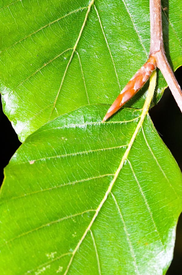 Foliage and Bud of Common Beech Stock Photo - Image of close, botanical ...