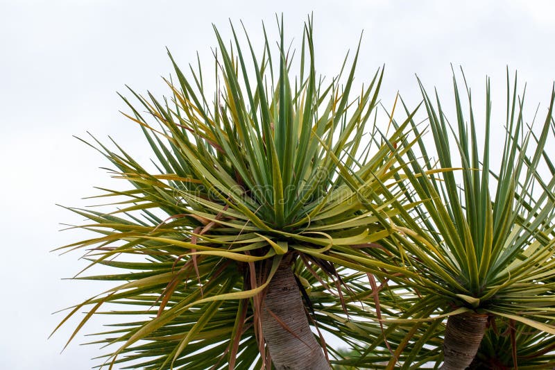 Foliage of a Canary Dragon Tree, Dracaena Draco Stock Photo - Image of ...