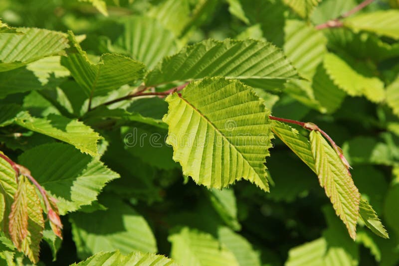 Foliage of a Carpinus Betulus Hedge Stock Photo - Image of hornbeam ...