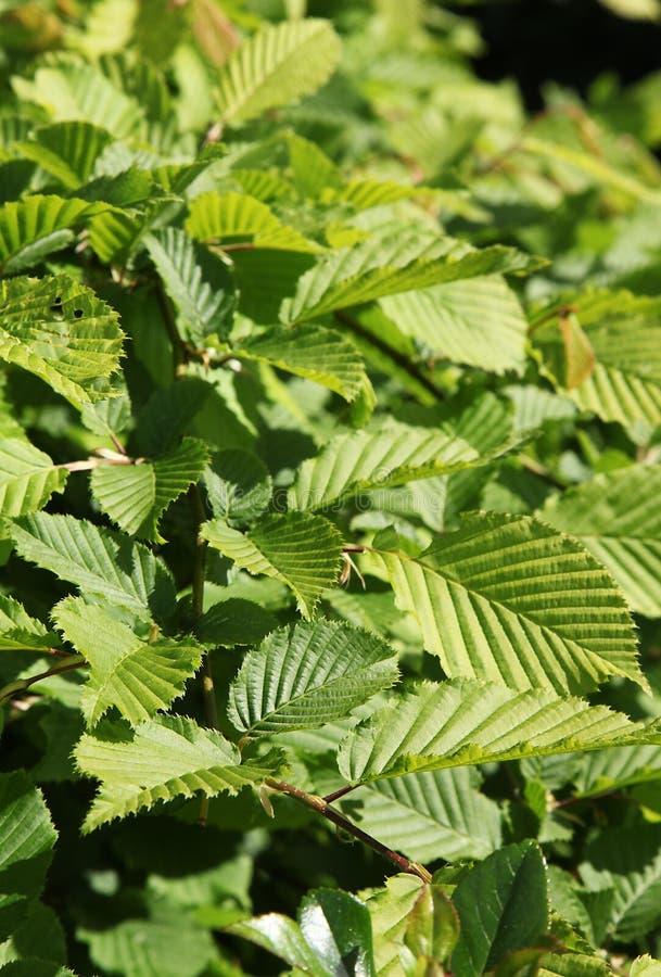 Foliage of a Carpinus Betulus Hedge Stock Photo - Image of plant ...