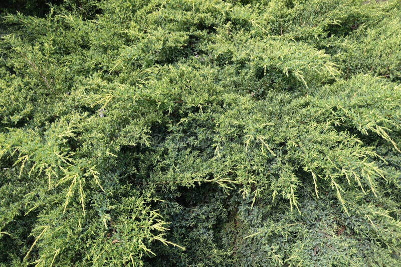 Foliage of Chinese Juniper Bush Stock Image - Image of cultivar, garden ...