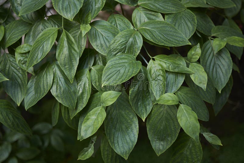 Green Leaves of Cornus Controversa Stock Image - Image of branch ...