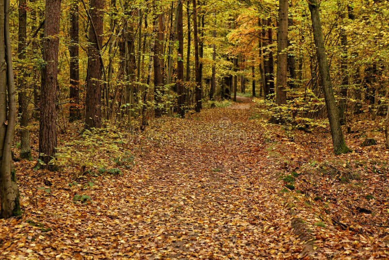 Foliage Covering Wide Path into the Woods Stock Photo - Image of forest ...