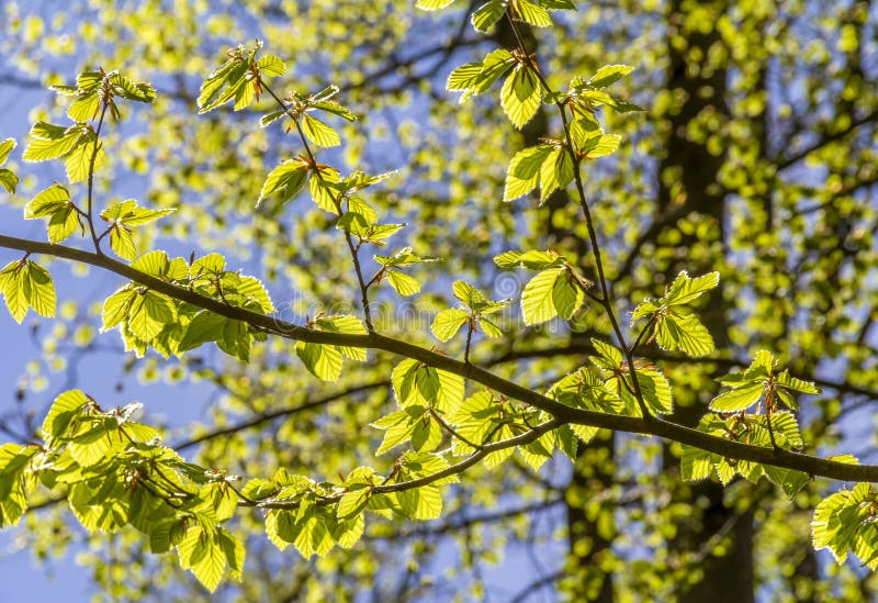 Foliage detail stock image. Image of leaf, nature, natural - 228456605