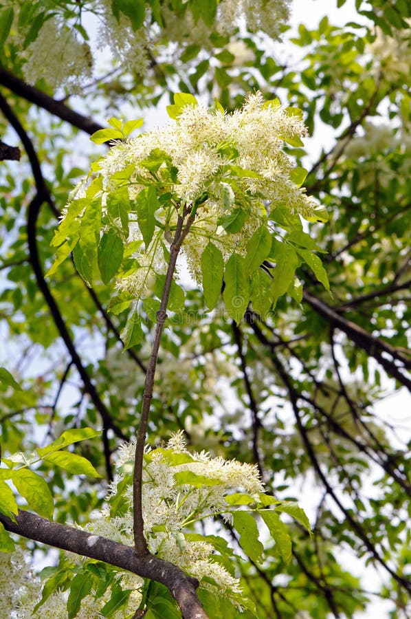 Foliage and Flowers of Common Ash Stock Photo - Image of garden ...