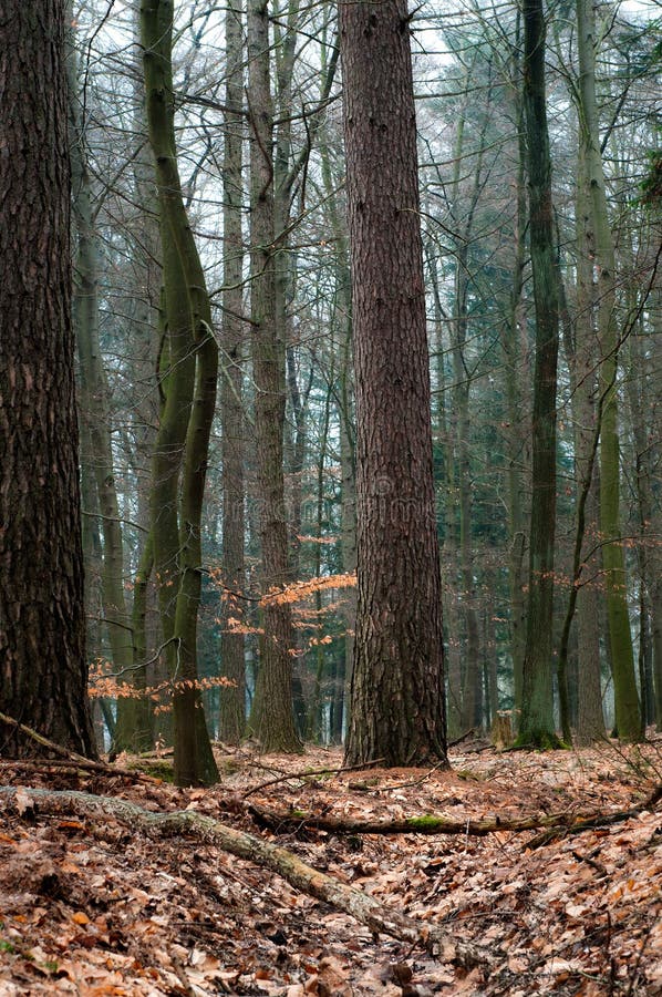 Foliage on forest ground stock image. Image of scenic - 18170193