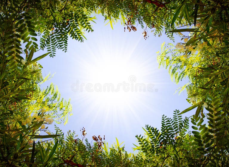 27,367 Shiny Lush Foliage Stock Photos - Free & Royalty-Free Stock ...