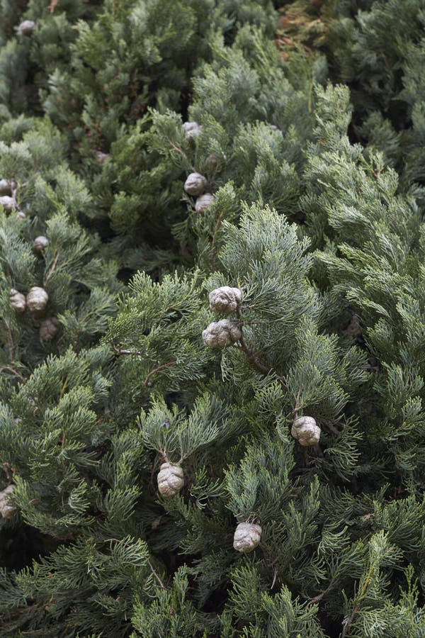 Cupressus Sempervirens Close Up Stock Photo - Image of botanic ...