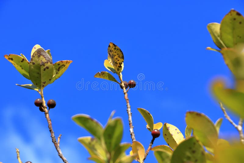 The Foliage and Fruits of the `Wildfire` Black Tupelo Nyssa Sylvatica ...