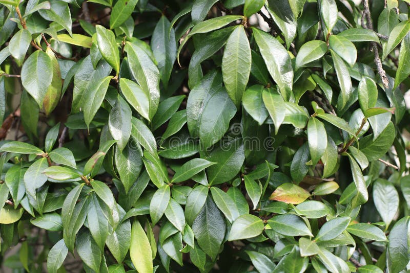 Foliage of Green Leaves Perfect for Background Stock Image - Image of ...