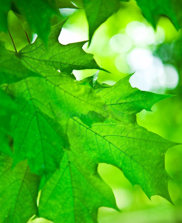 Green maple leaves stock image. Image of pattern, summer - 5021245