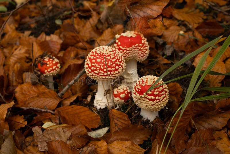 Foliage and Group of Fly Agaric Toadstools Stock Photo - Image of ...