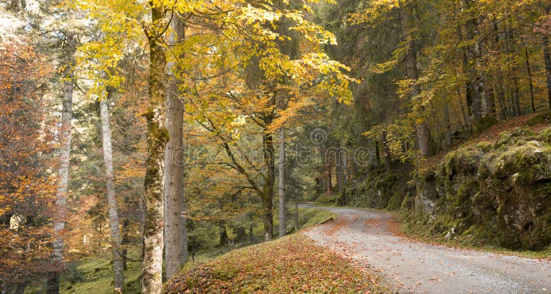 Foliage Inside an Italian Forest at Fall Stock Photo - Image of ...