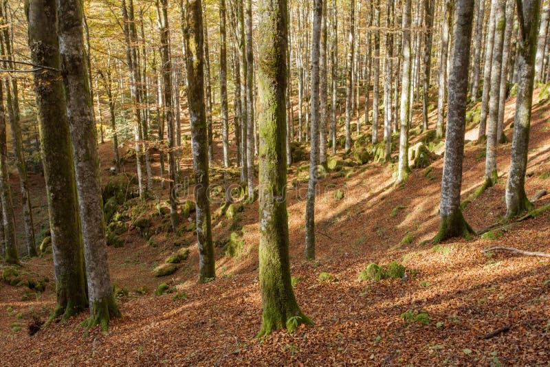 Foliage Inside an Italian Forest at Fall Stock Image - Image of valley ...