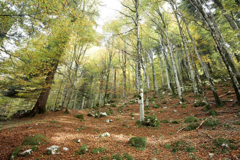 Foliage Inside an Italian Forest at Fall Stock Image - Image of ...