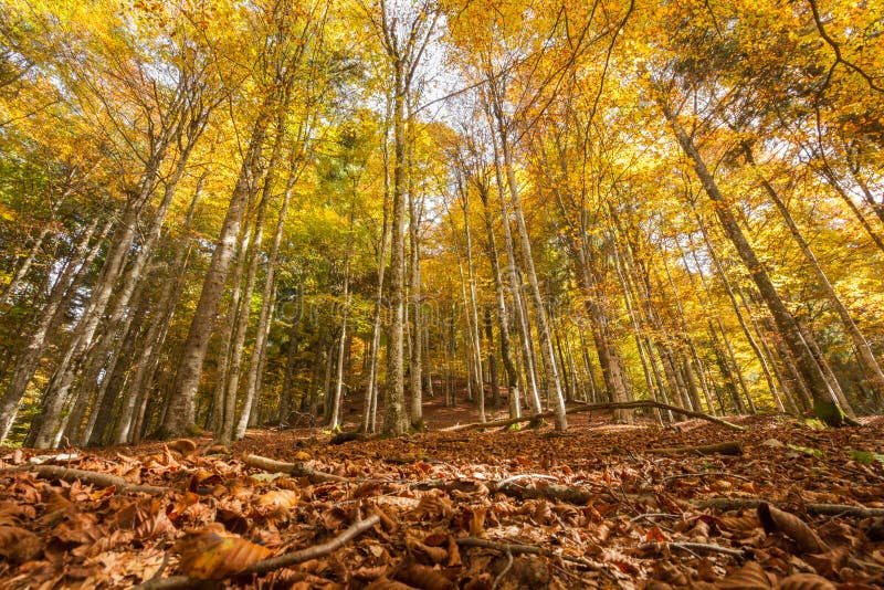 Foliage Inside an Italian Forest at Fall Stock Photo - Image of autumn ...
