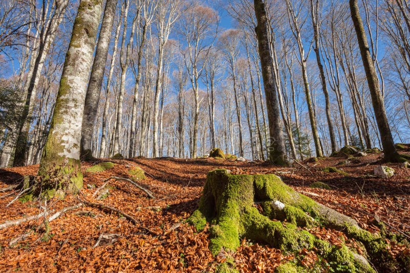 Foliage Inside an Italian Forest at Fall Stock Photo - Image of foliage ...