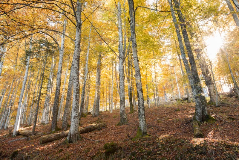 Foliage Inside an Italian Forest at Fall Stock Image - Image of italy ...