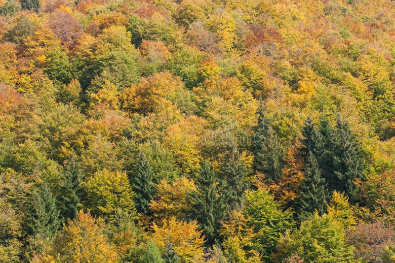 Foliage Inside an Italian Forest at Fall Stock Image - Image of yellow ...
