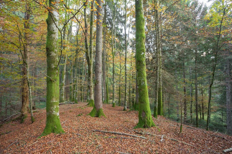 Foliage Inside an Italian Forest at Fall Stock Photo - Image of scene ...
