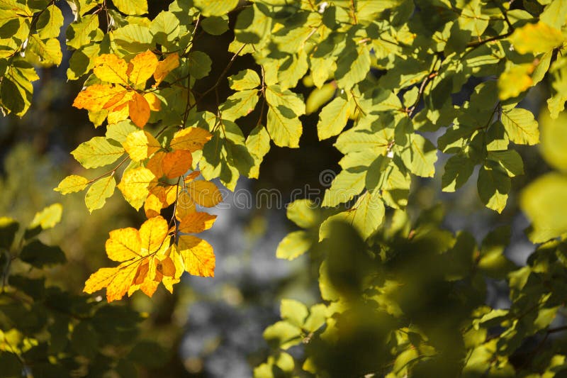 Foliage Inside an Italian Forest at Fall Stock Image - Image of ...