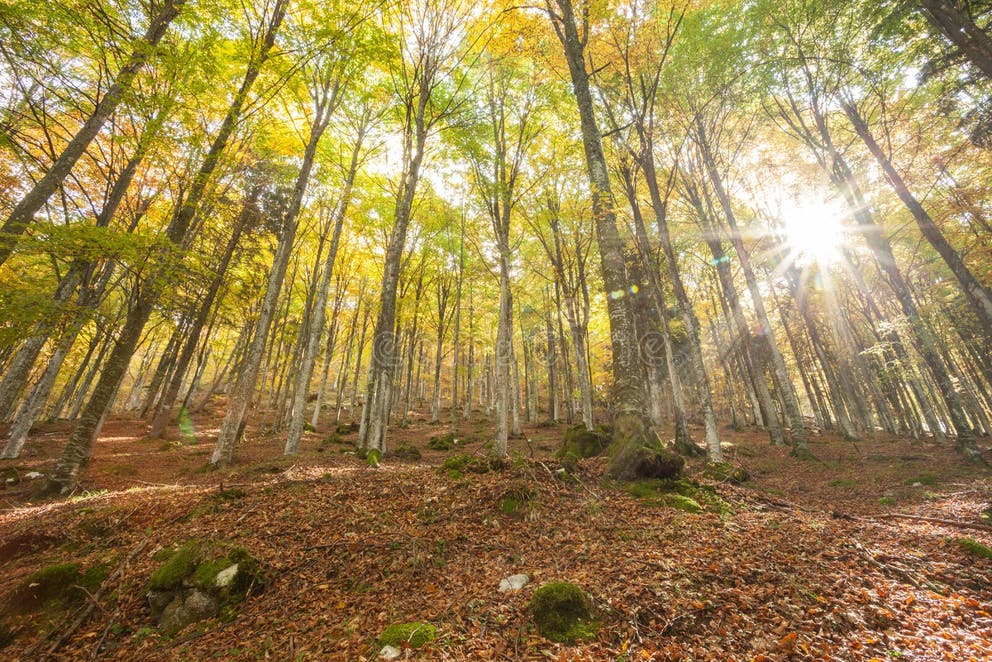Foliage Inside an Italian Forest at Fall Stock Image - Image of view ...