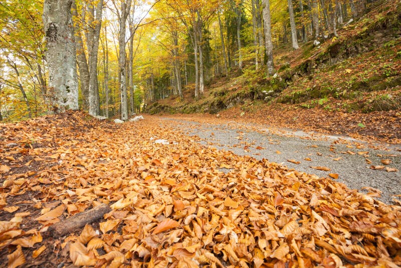 Foliage Inside an Italian Forest at Fall Long a Secondary Street Stock ...