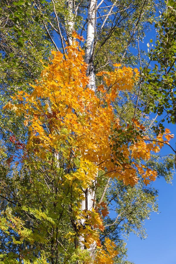 Foliage of maple and birch stock photo. Image of color - 127497236