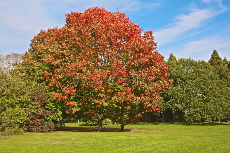 Foliage maple tree stock image. Image of autumn, fall - 61521927