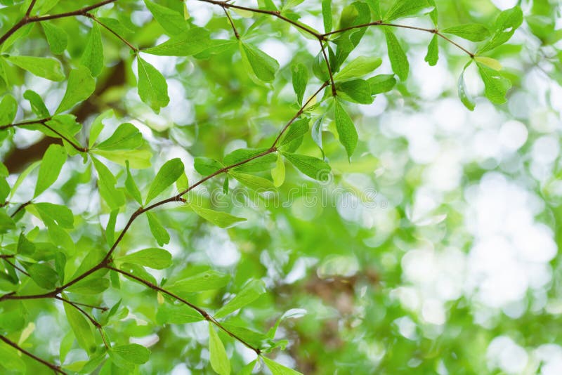 Foliage Nature Spring Background Blank for Design Stock Photo - Image ...
