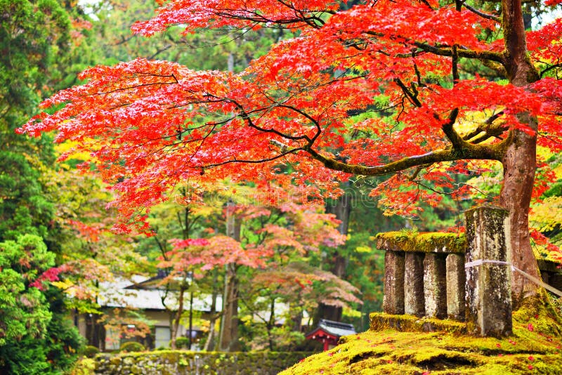 Foliage in Nikko stock image. Image of national, japan - 32630381