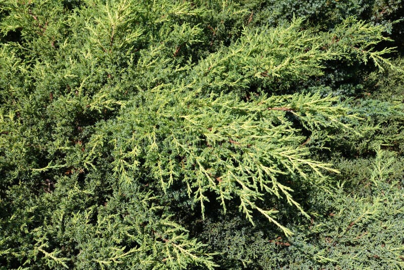 Foliage of Ornamental Cultivar of Juniperus Stock Image - Image of ...