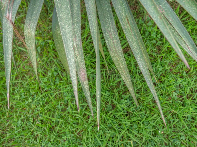 Foliage of a Palm Tree on a Background of Grass. Plants and Nature ...