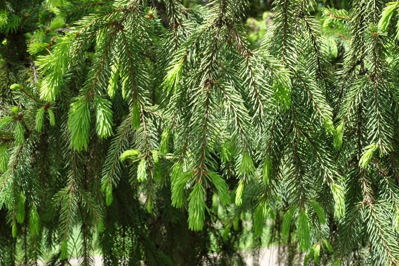 Foliage of Picea Abies with New Growth Stock Photo - Image of young ...