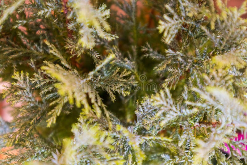 Foliage of Pine Tree Seen from Above. Stock Image - Image of landscape ...