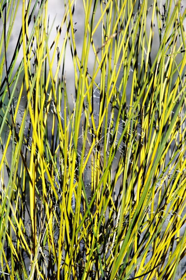 Foliage plant stock image. Image of nature, color, outdoor - 25833979