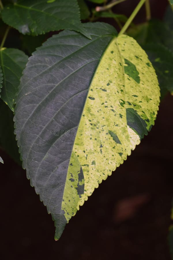 Acalypha wilkesiana stock photo. Image of botanical - 109193092