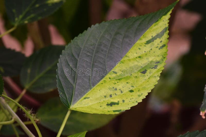 Acalypha Wilkesiana `Java White` Stock Image - Image of acalypha, shrub ...