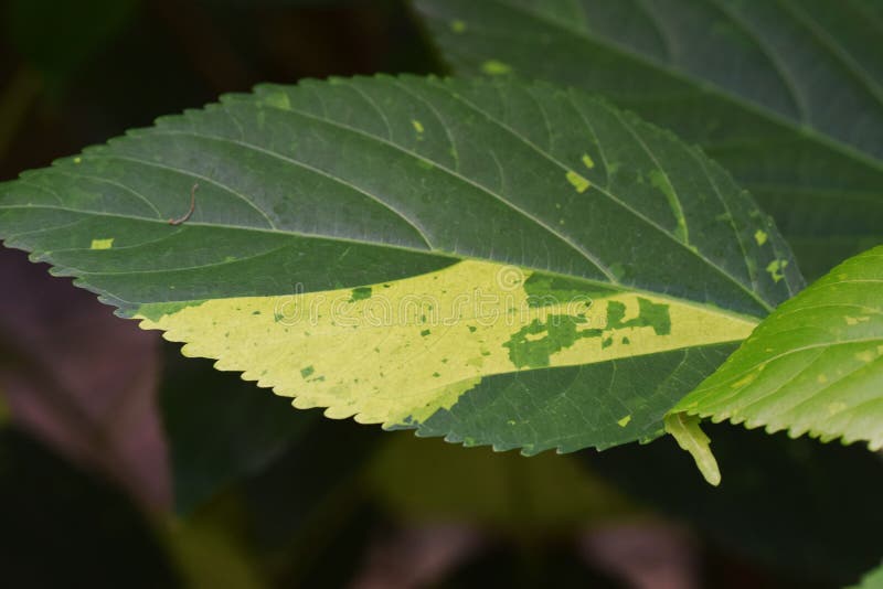 Acalypha Wilkesiana `Java White` Stock Image - Image of acalypha, shrub ...