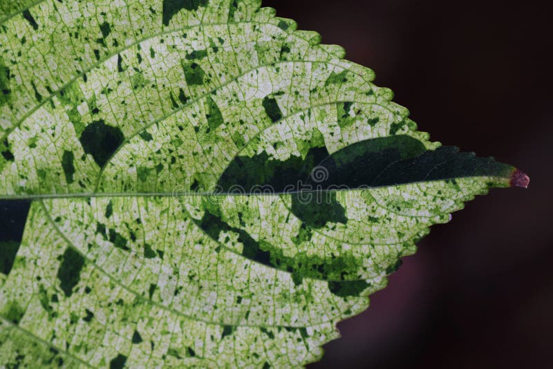 Acalypha Wilkesiana `Java White` Stock Photo - Image of natural ...