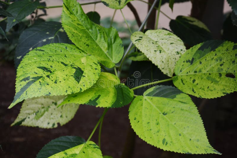 Acalypha Wilkesiana `Java White` Stock Image - Image of leaves, java ...