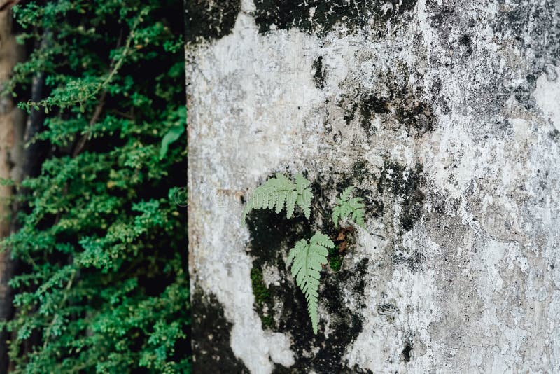 Foliage Portrait in Forest, Copy Space Stock Image - Image of leisure ...