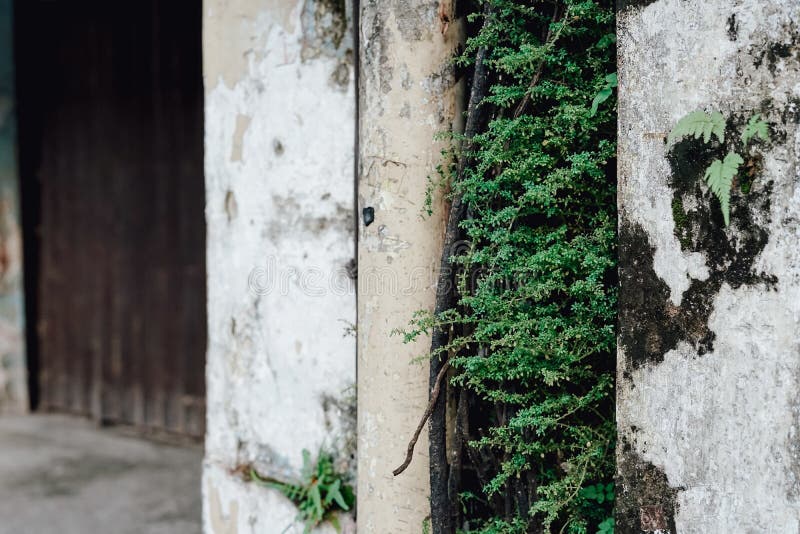 Foliage Portrait in Forest, Copy Space Stock Photo - Image of ...