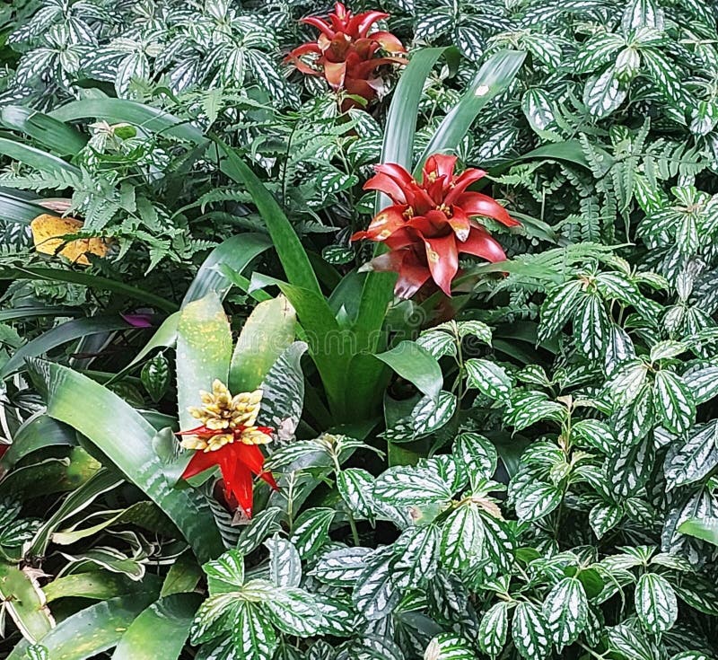 Variated Foliage Stock Photos - Free & Royalty-Free Stock Photos from ...