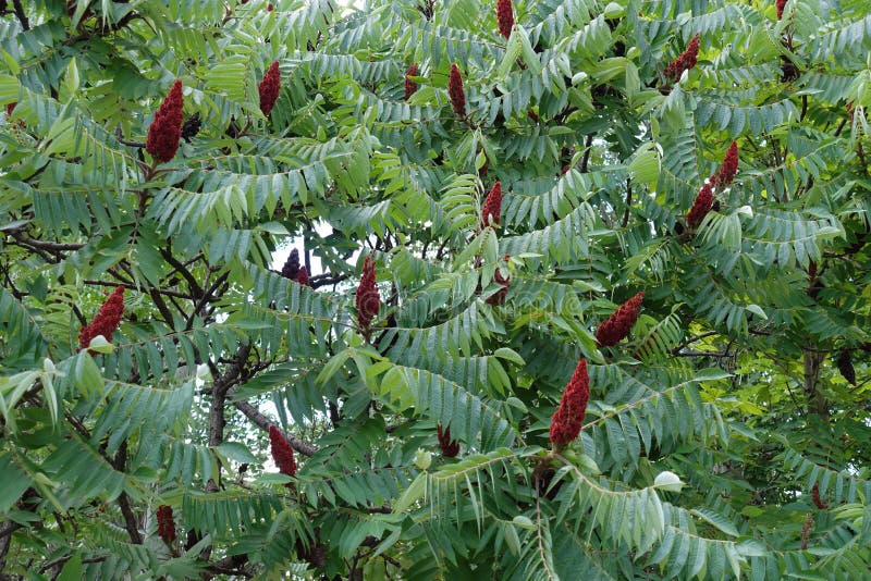 Foliage and Red Fruits of Vinegar Tree Stock Image - Image of sumac ...