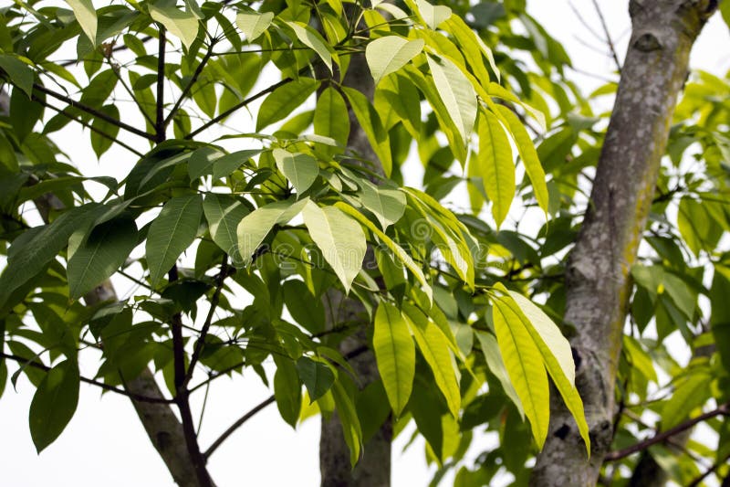 Foliage of a Rubber Tree, Hevea Brasiliensis Stock Photo - Image of ...