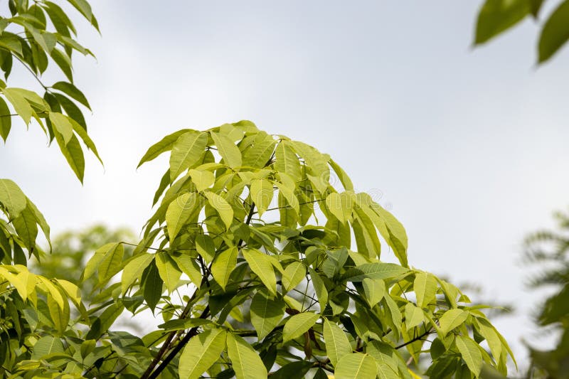 Foliage of a Rubber Tree, Hevea Brasiliensis Stock Image - Image of ...